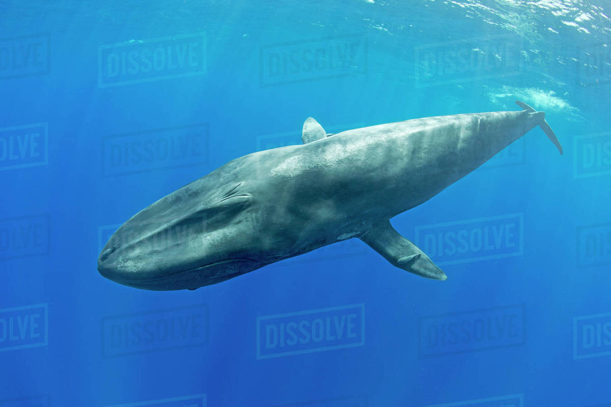 Pygmy blue whale (Balaenoptera musculus brevicauda) subspecies of blue ...