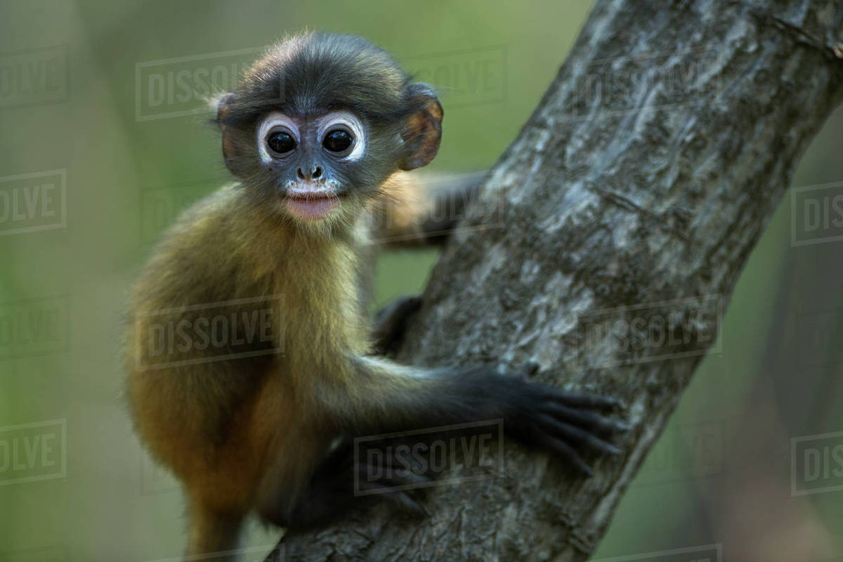 Dusky leaf monkey (Trachypithecus obscurus) baby on a branch . Khao Sam ...