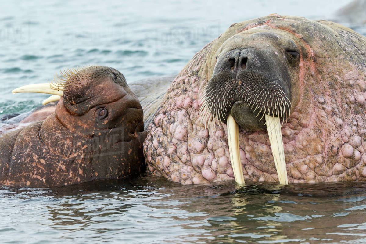 Walrus (Odobenus rosmarus) male and female, hauled out in shallow water ...