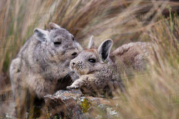 Northern viscacha (Lagidium peruanum) adult and young Cordillera Blanca ...