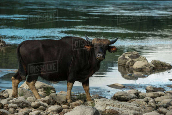 Gayal / Mithun (Bos frontalis) on river bank. Arunachal Pradesh, North ...