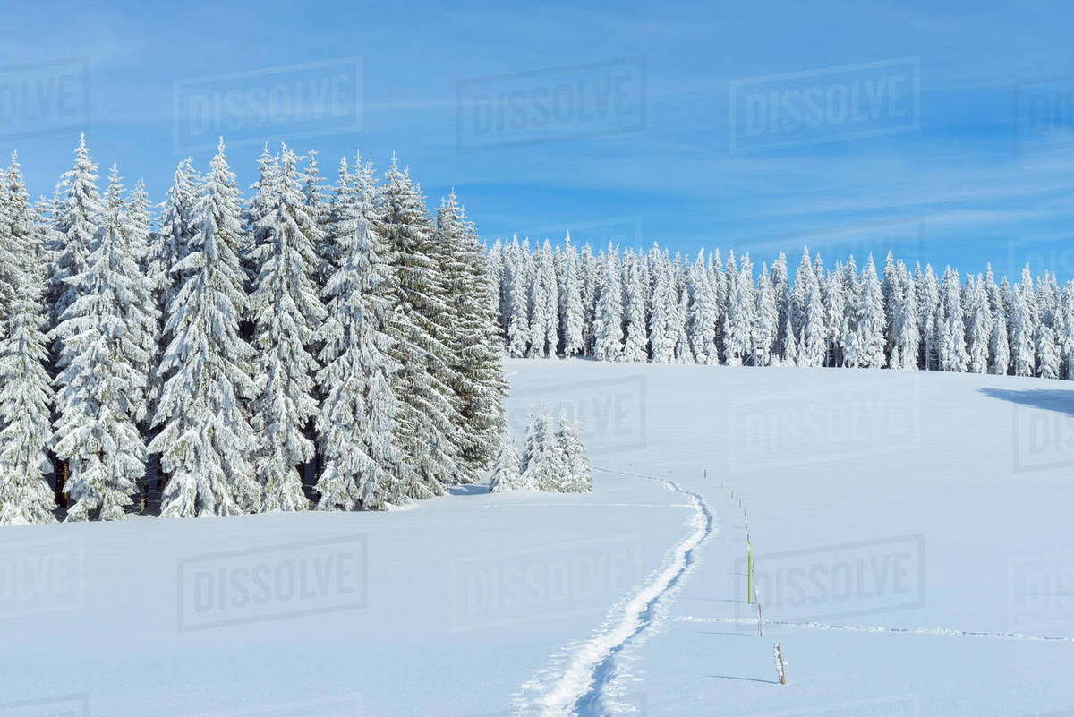 Snow Covered Winter Landscape with Snowshoe Trail, Schauinsland, Black ...