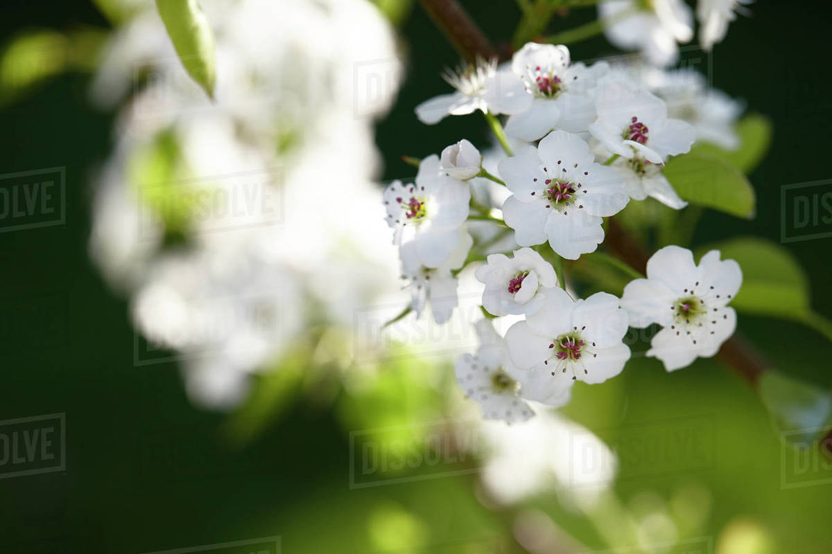 Close-up of Callery Pear Tree Blossom - Royalty-free Stock Photo | Dissolve
