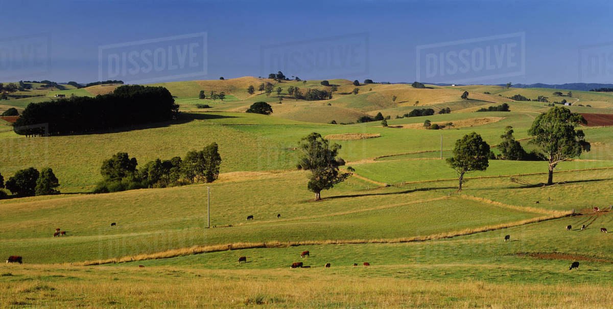 Fields, Gippsland, Victoria, Australia - Royalty-free Stock Photo ...