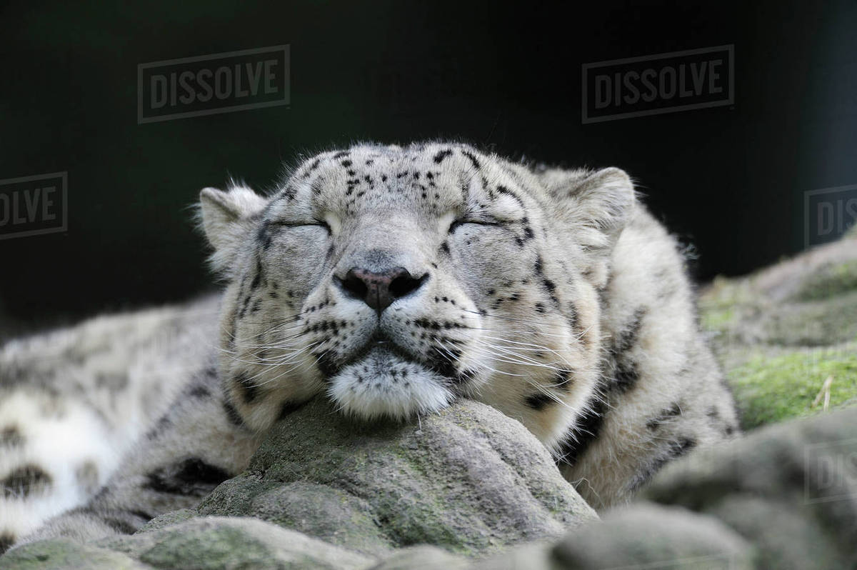 Portrait of Sleeping Snow Leopard (Panthera unica) in Zoo, Nuremberg ...