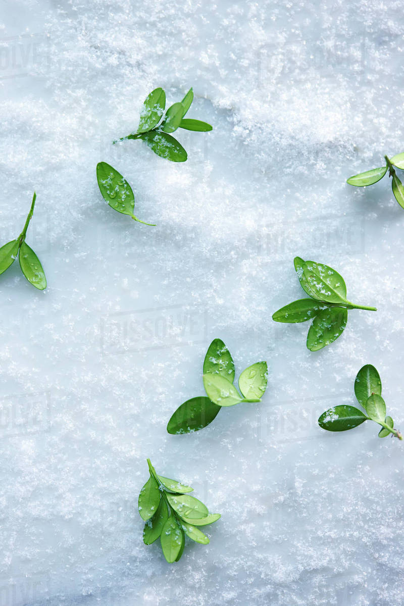 Overhead View of Boxwood Leaves Scattered in Snow - Stock Photo - Dissolve