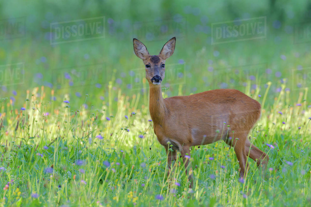 European Roe Deer (Capreolus capreolus) in Meadow, Hesse, Germany ...