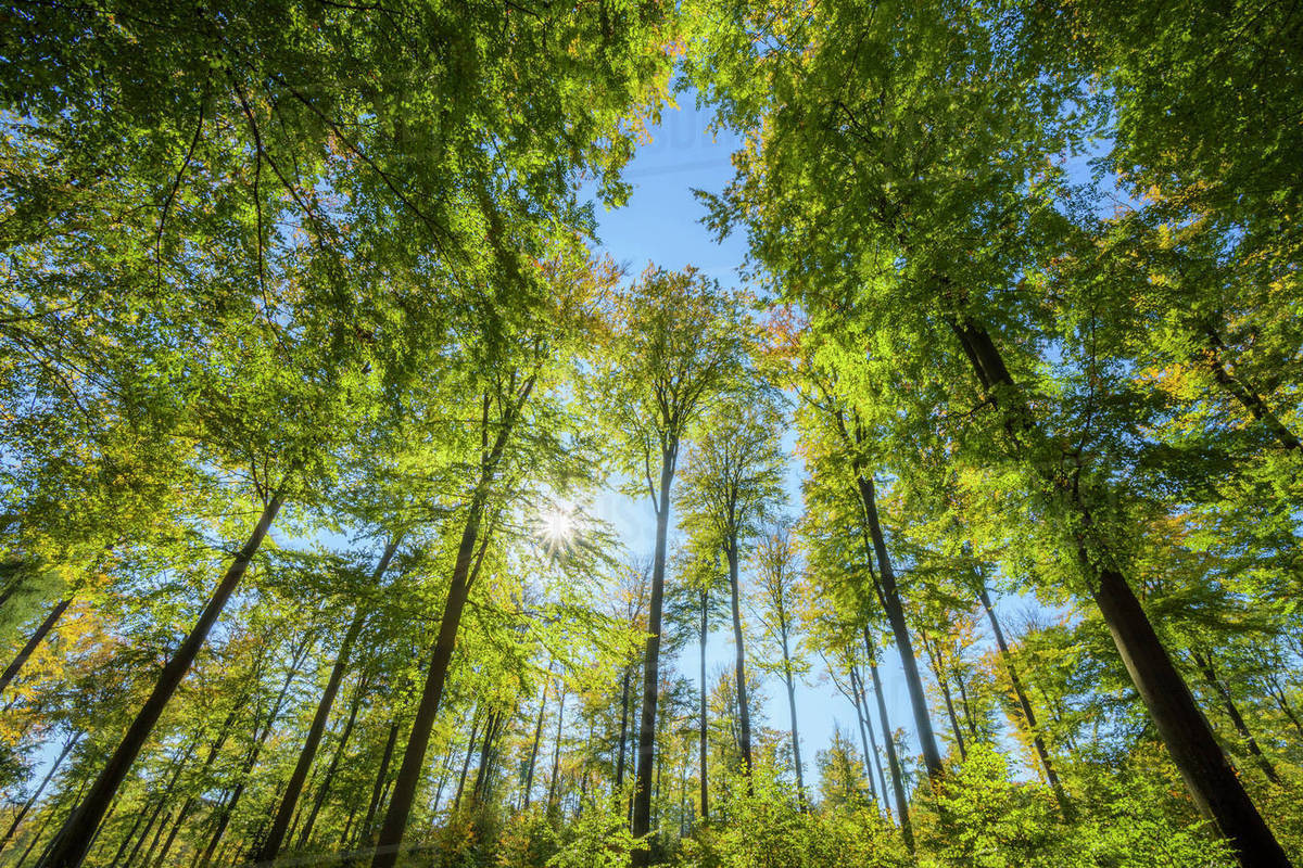 View looking-up into Beech treetops with Sun in Early Fall, Spessart ...