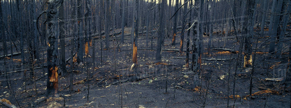 Time series of burned forest of Englemann spruce Picea englemannii and ...