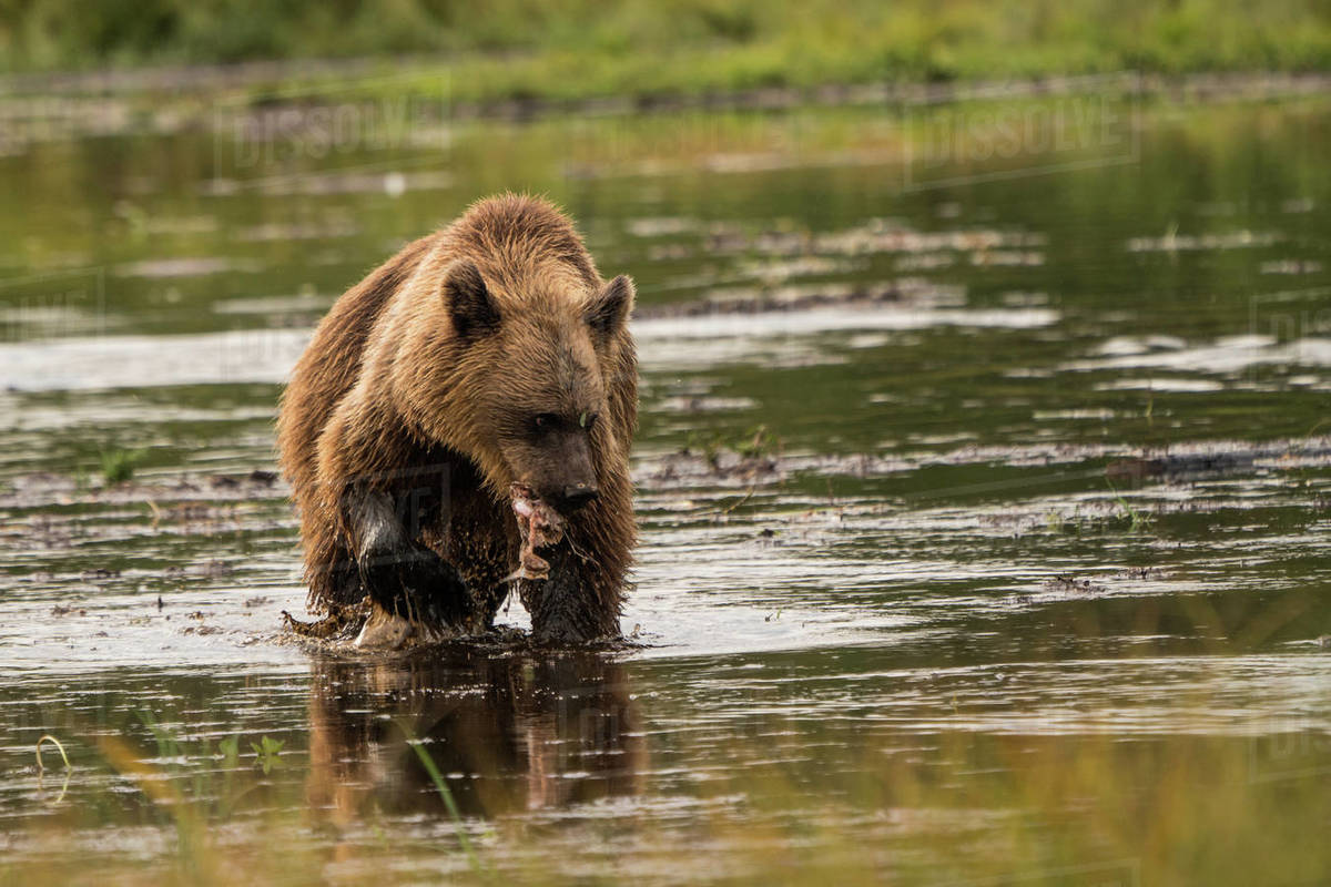 Grizzly bear eating fish in water, Denmark - Royalty-free Stock Photo ...