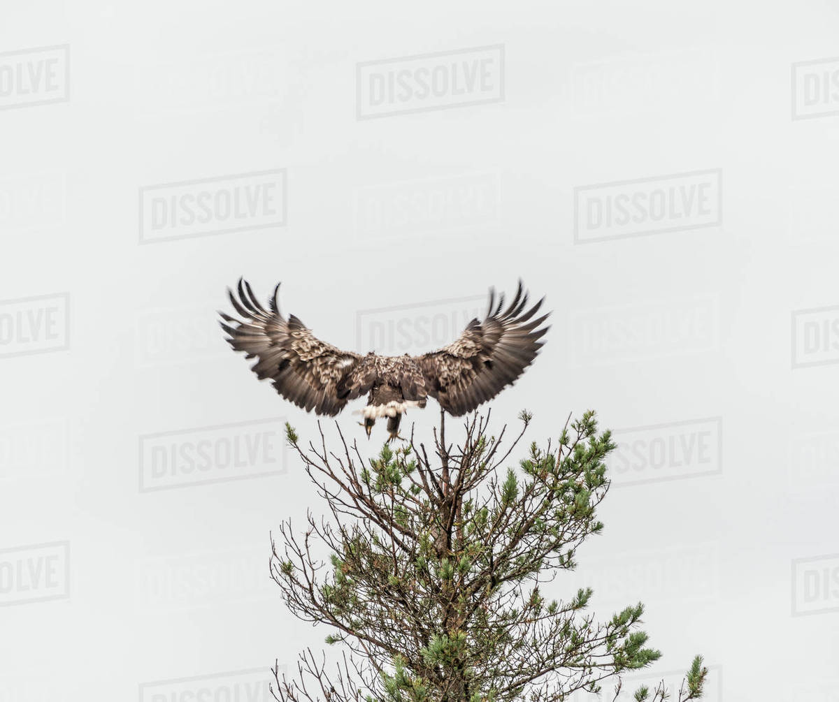 Rear view of a eagle flying over tree against sky - Royalty-free Stock ...