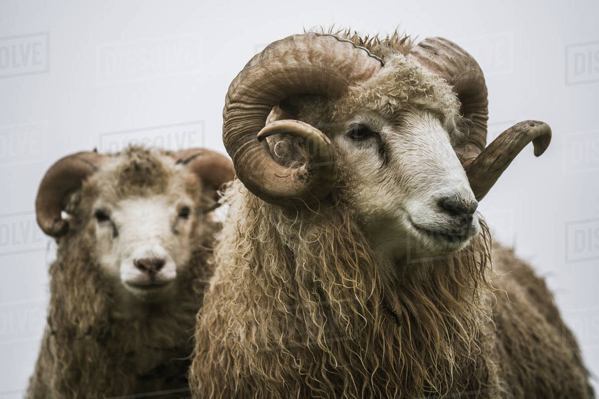 Close-up of sheep, Faroe Islands, denmark - Royalty-free Stock Photo ...