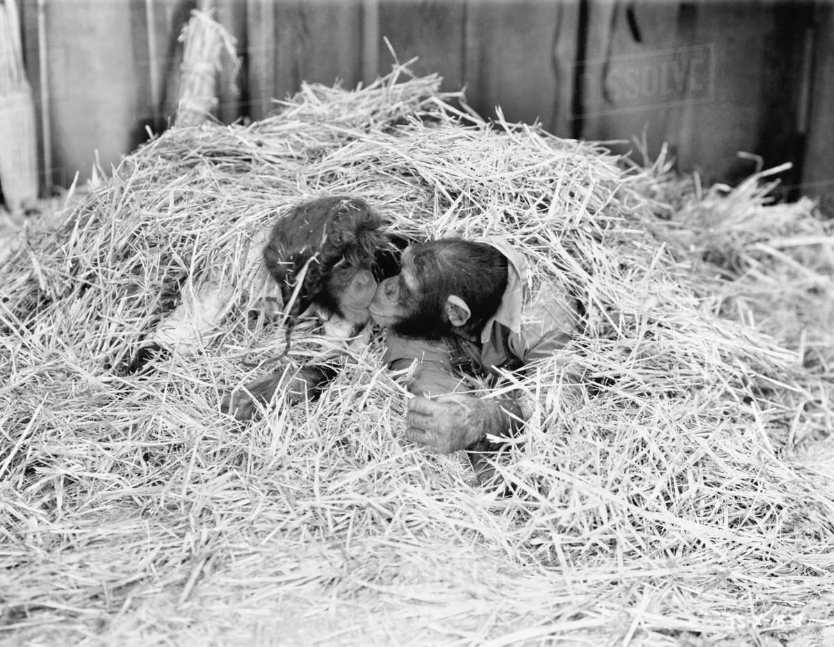 Two Chimpanzee kissing in the hay - Royalty-free Stock Photo | Dissolve