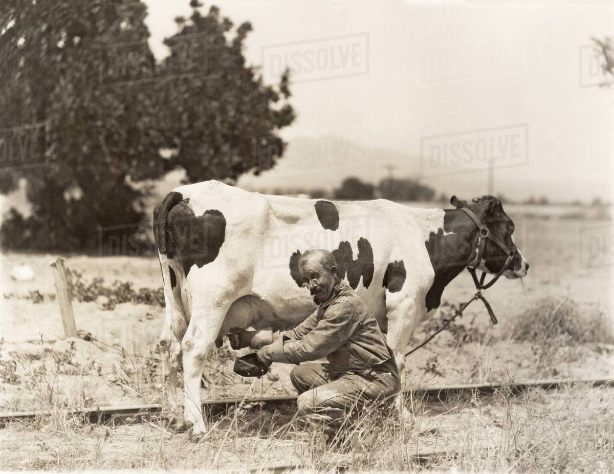 Man milking cow in field - Royalty-free Stock Photo | Dissolve