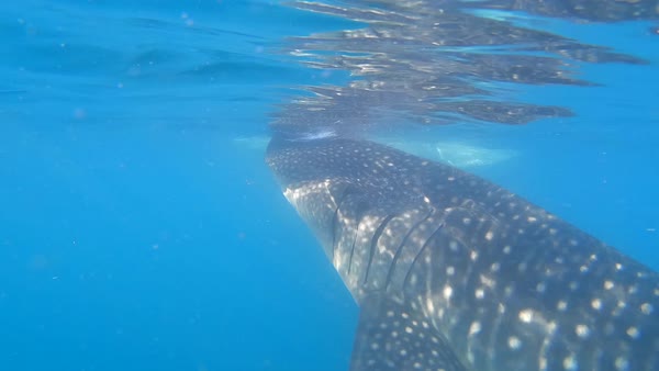 Close up view on Giant sea whale shark eat shrimps. - 4K Royalty-free ...
