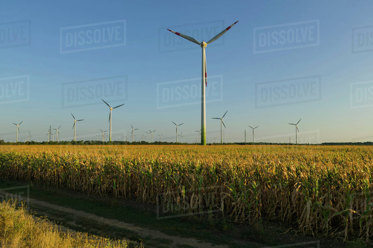 Wind turbines in rural field - Royalty-free Stock Photo | Dissolve