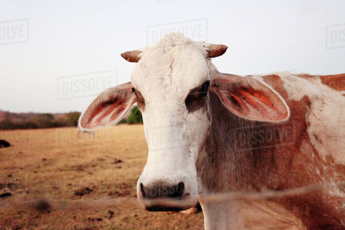 Cow standing in field - Stock Photo - Dissolve