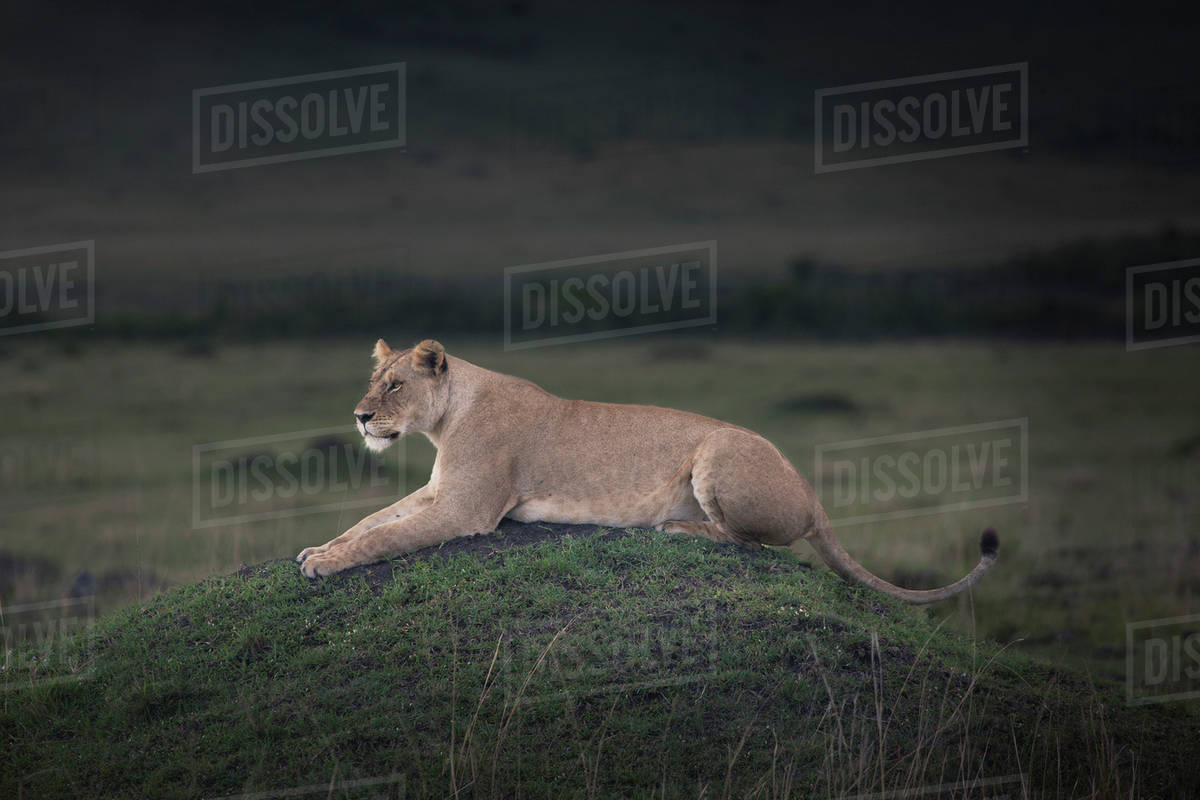 Lioness laying in field - Royalty-free Stock Photo | Dissolve