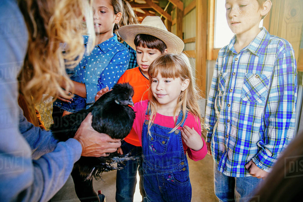 Caucasian girl petting chicken in barn - Royalty-free Stock Photo ...