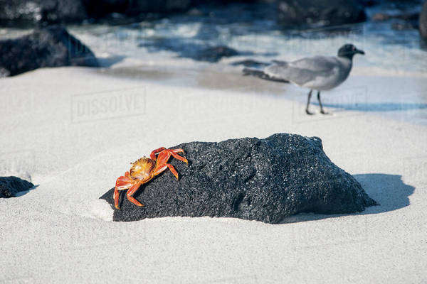 Crab crawling on beach rock - Stock Photo - Dissolve
