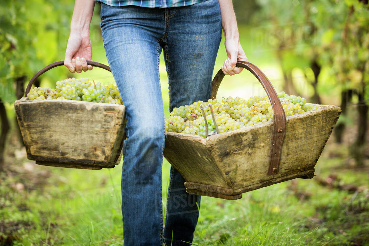 Caucasian farmer carrying grapes in vineyard - Royalty-free Stock Photo ...