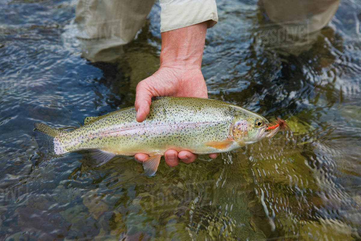 Fisherman holding fish near stream - Royalty-free Stock Photo | Dissolve