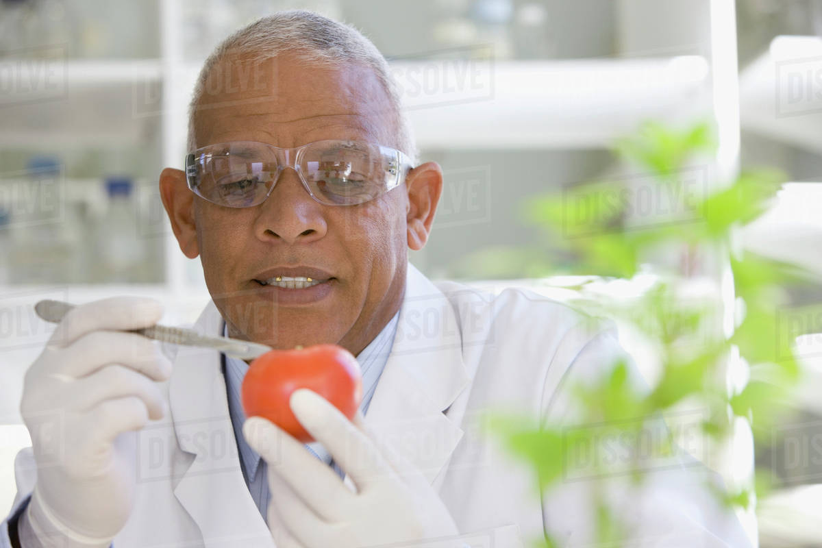 African scientist performing analysis in laboratory on tomato - Royalty ...
