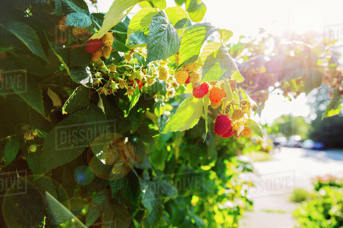 Close up of raspberries growing on leafy vines - Royalty-free Stock ...