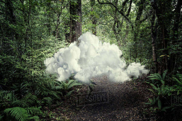 Cloud floating in forest - Stock Photo - Dissolve