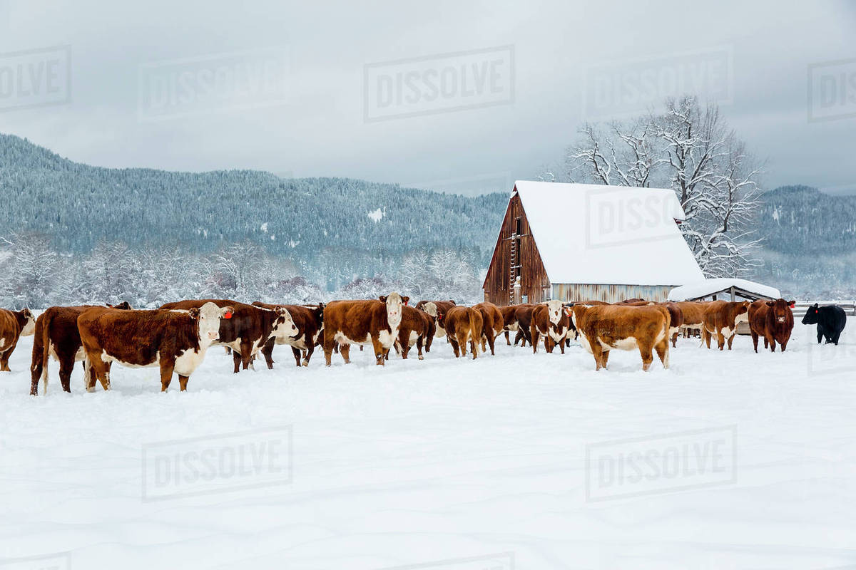 Herd of cattle in snowy farm field - Royalty-free Stock Photo | Dissolve