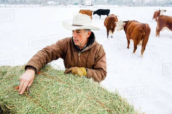 Caucasian farmer hauling hay in snowy field - Royalty-free Stock Photo ...