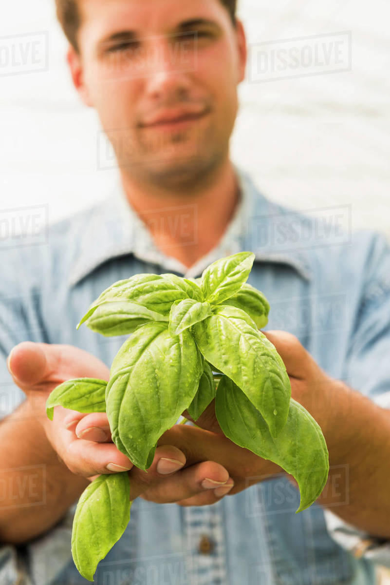 Caucasian man holding green basil plant - Royalty-free Stock Photo ...
