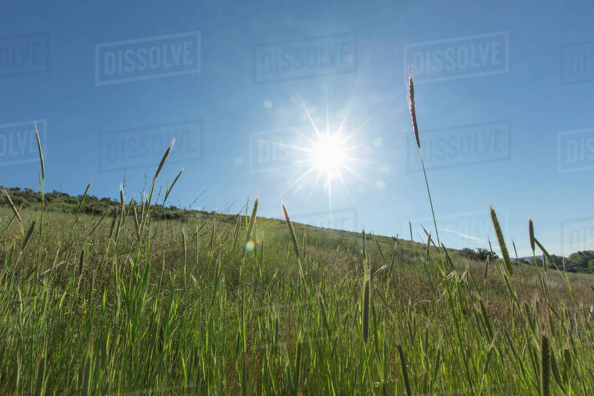 Tall grass on hill - Stock Photo - Dissolve