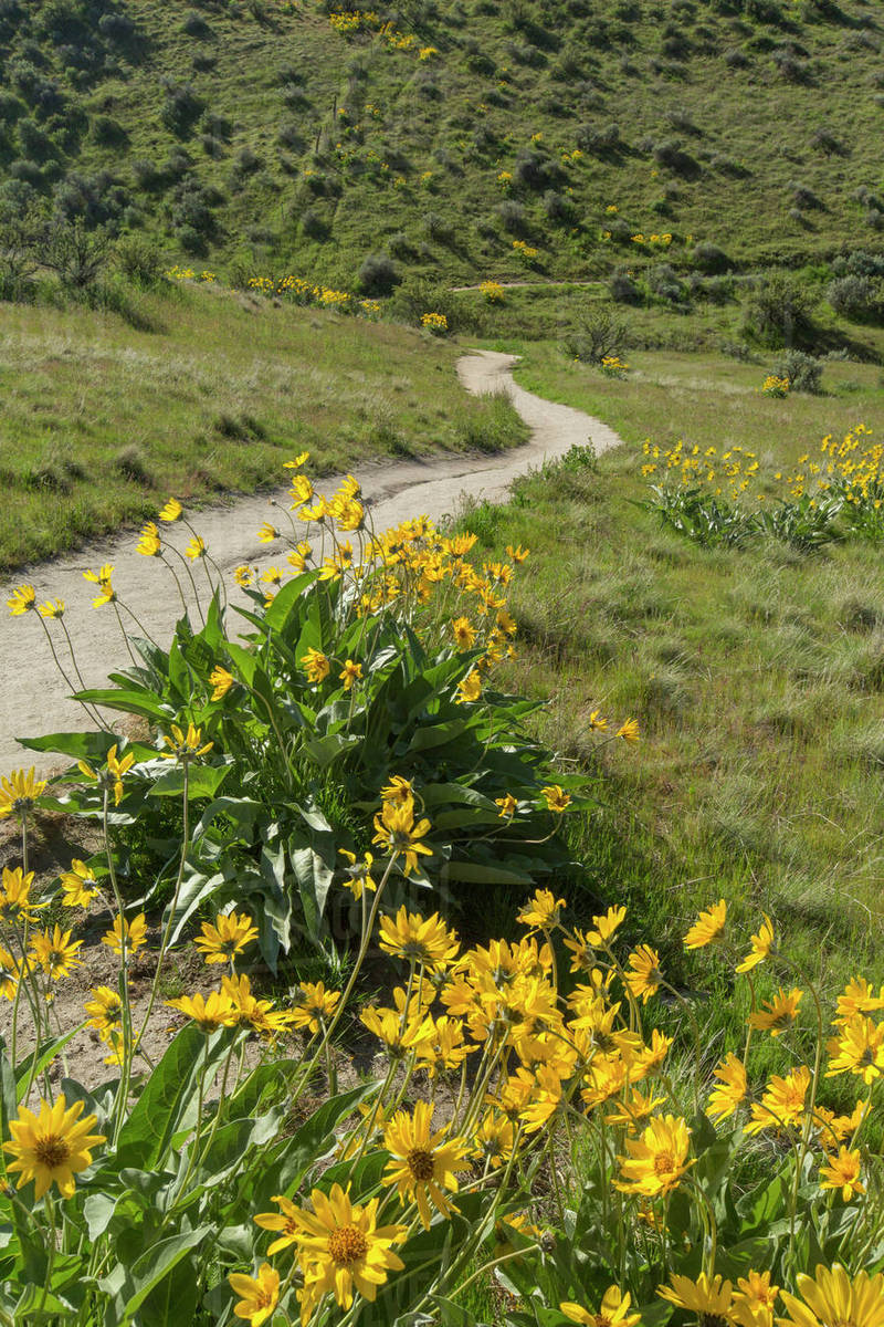 Yellow flowers and dirt path in rolling landscape - Royalty-free Stock ...