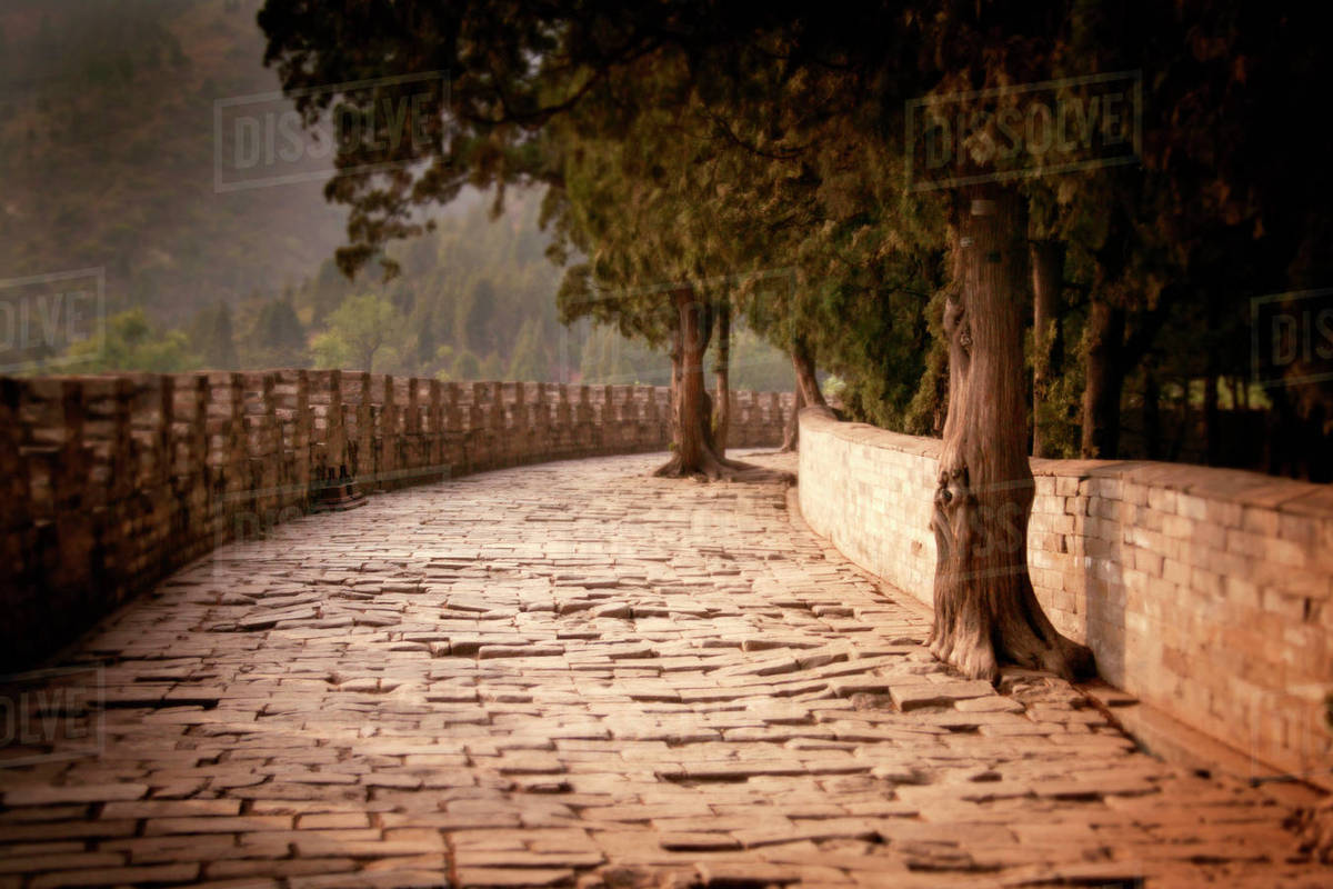 Tree-lined cobblestone path - Royalty-free Stock Photo | Dissolve