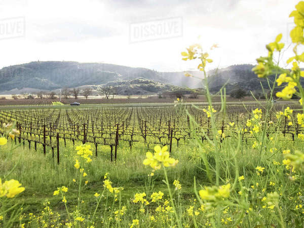 Yellow flowers near vineyard - Royalty-free Stock Photo | Dissolve