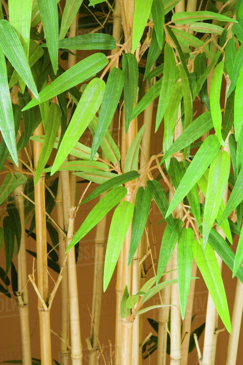Large Bamboo Plant - Royalty-free Stock Photo | Dissolve