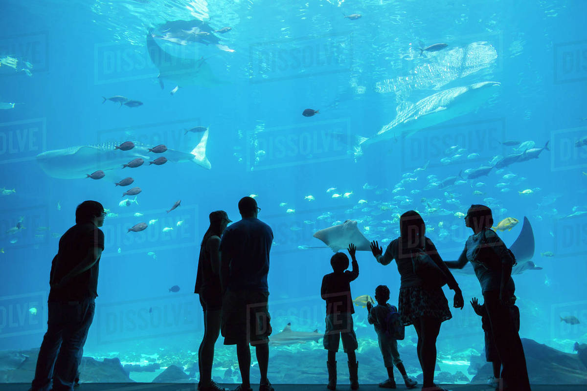 People admiring fish in aquarium - Royalty-free Stock Photo | Dissolve