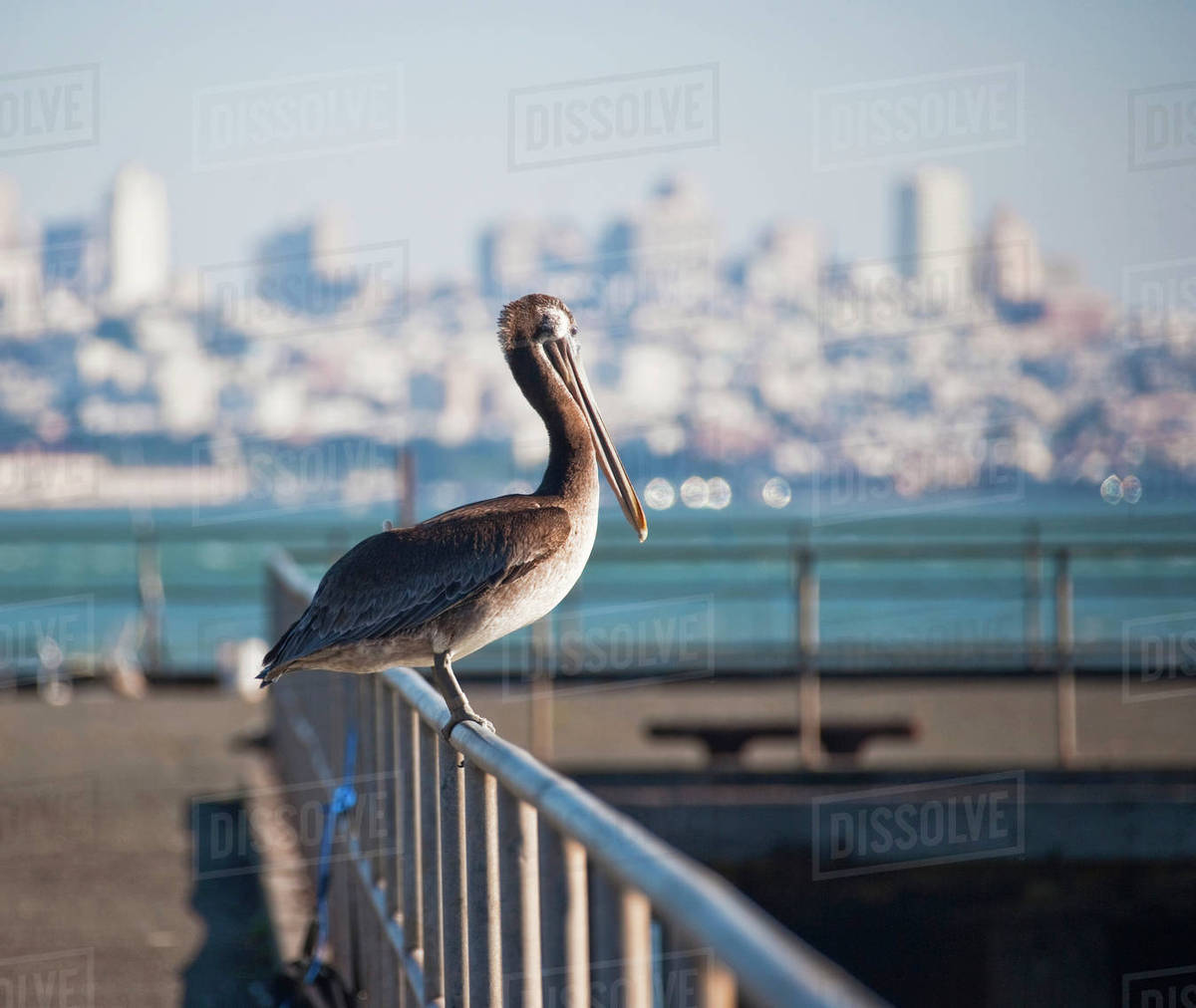 Pelican on Pier Railing - Stock Photo - Dissolve