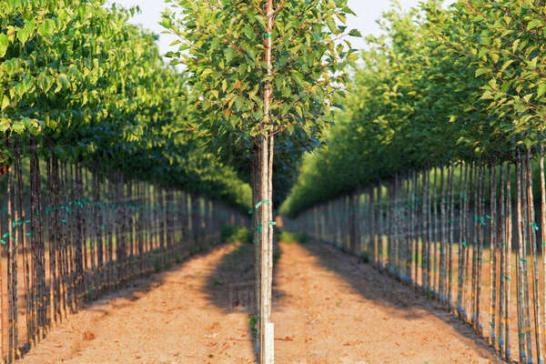 A tree nursery - Royalty-free Stock Photo | Dissolve
