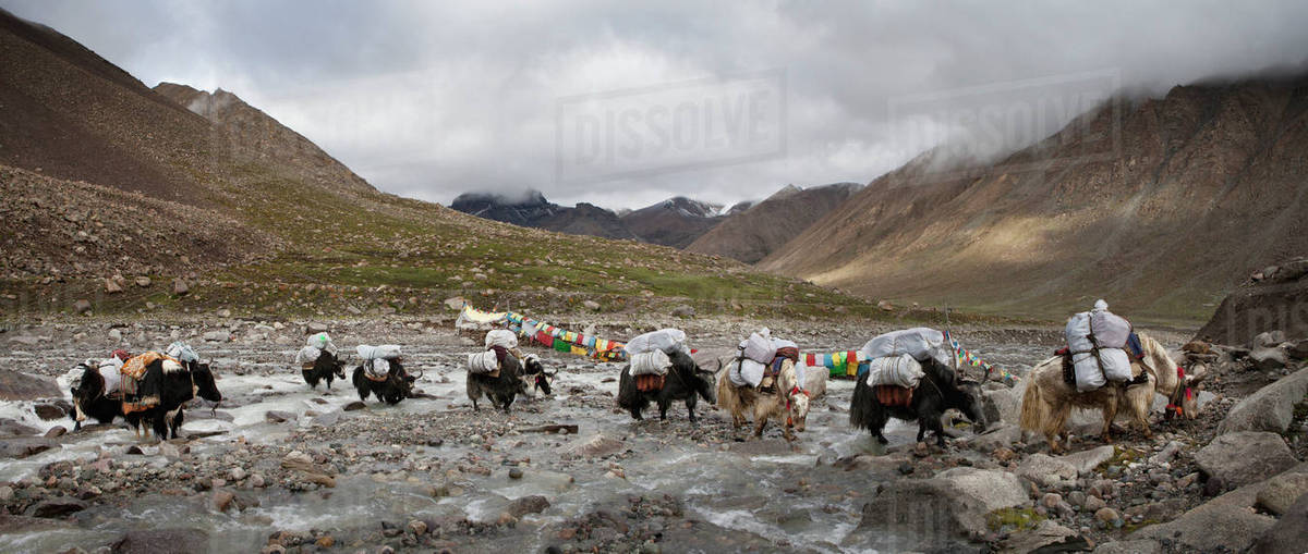 A Yak train on the Kora - Royalty-free Stock Photo | Dissolve