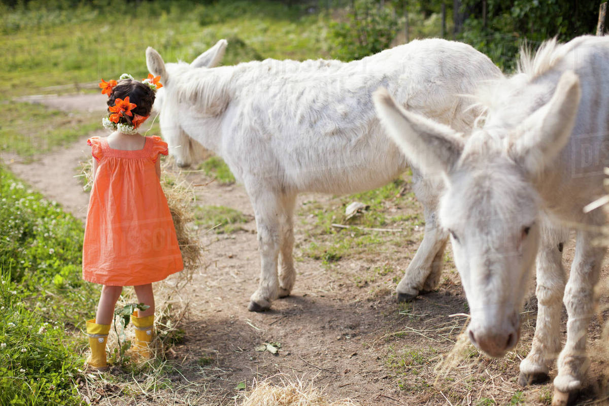 Caucasian girl playing with donkeys on dirt road - Stock Photo - Dissolve