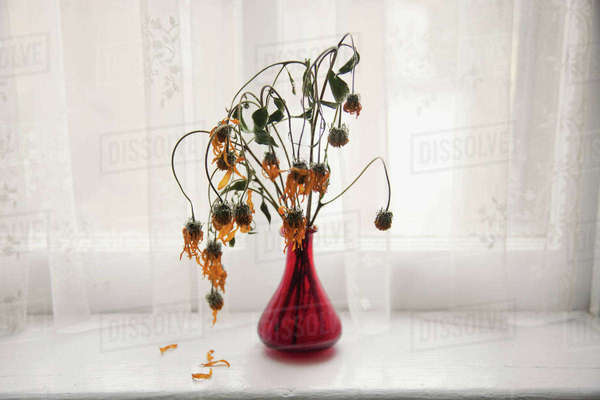Bouquet of wilting flowers in windowsill - Stock Photo - Dissolve