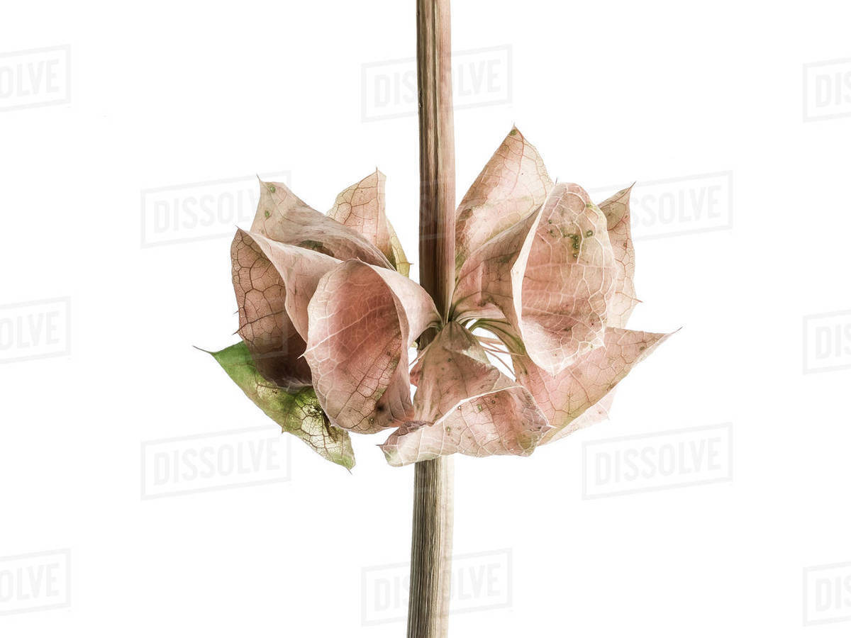 Close up of dying flowers on stalk - Stock Photo - Dissolve