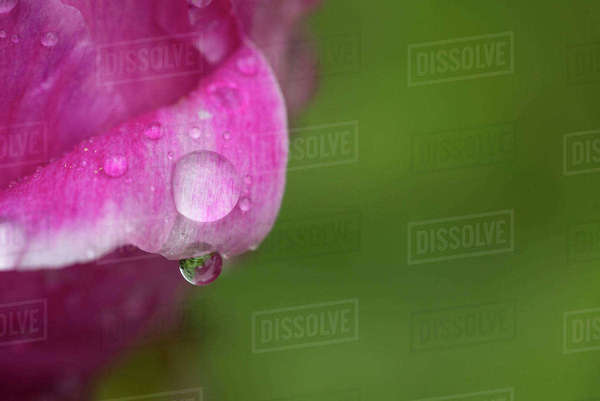 Close up of water droplet on flower petal - Stock Photo - Dissolve