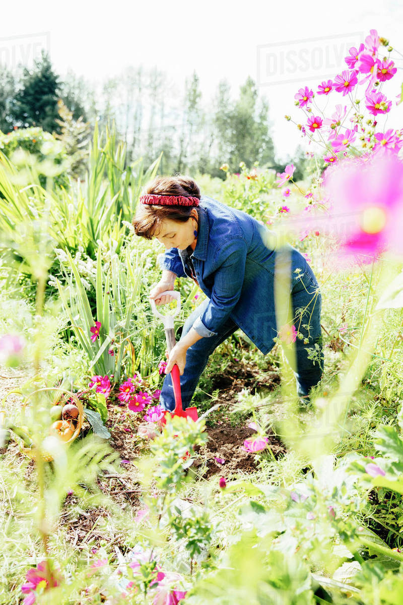 Caucasian woman digging in garden - Stock Photo - Dissolve