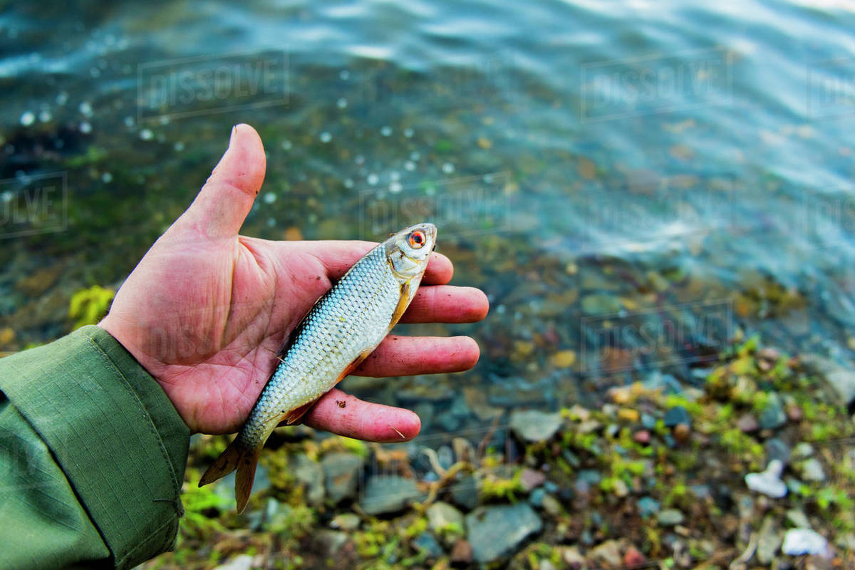 Hand holding small fish at river - Royalty-free Stock Photo | Dissolve