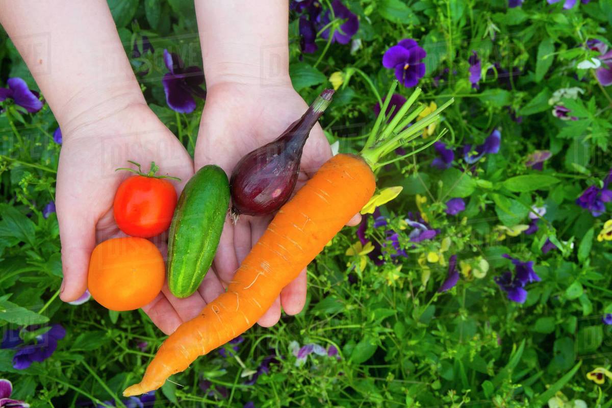 Close up of hands holding fresh vegetables over flowers - Royalty-free ...