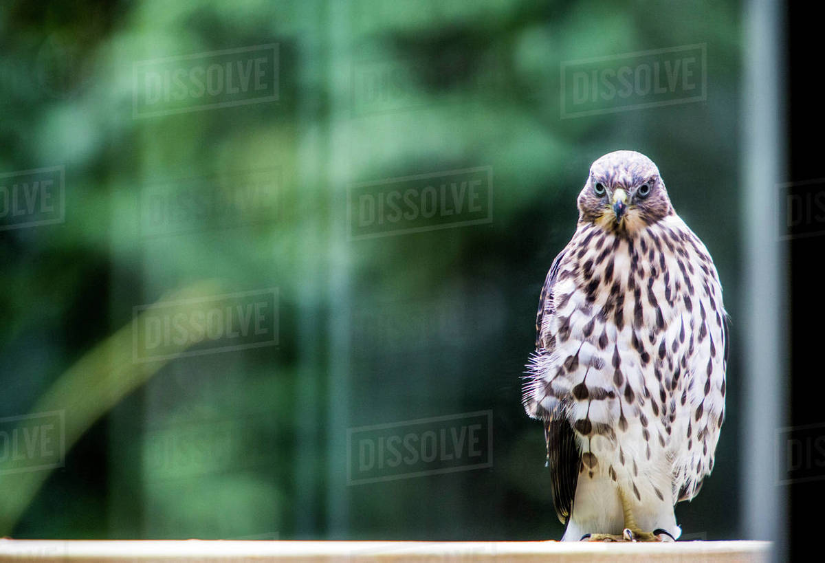 Portrait of hawk standing in window - Stock Photo - Dissolve