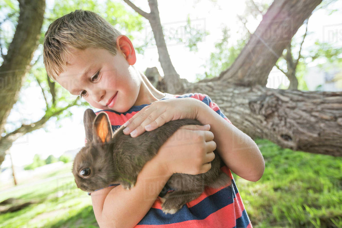 Caucasian boy petting rabbit - Stock Photo - Dissolve